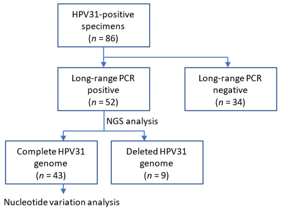 Viruses | Free Full-Text | Intra-Patient Genomic Variations of Human Papillomavirus Type 31 in ...