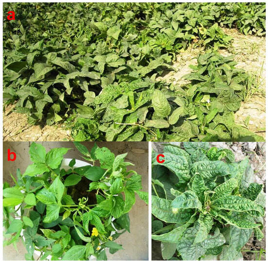 Urdbean Leaf Crinkle Virus: A Mystery Waiting to Be Solved