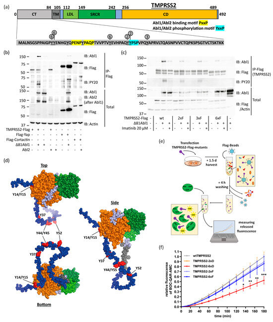 Viruses | Free Full-Text | The Transmembrane Protease Serine 2 (TMPRSS2 ...