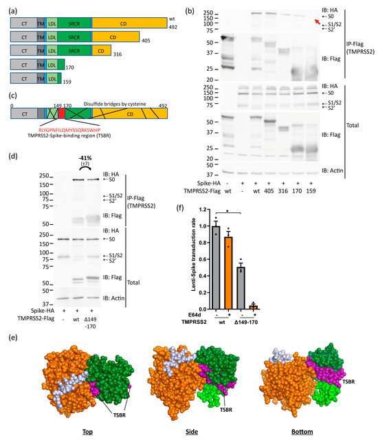 Viruses | Free Full-Text | The Transmembrane Protease Serine 2 (TMPRSS2 ...