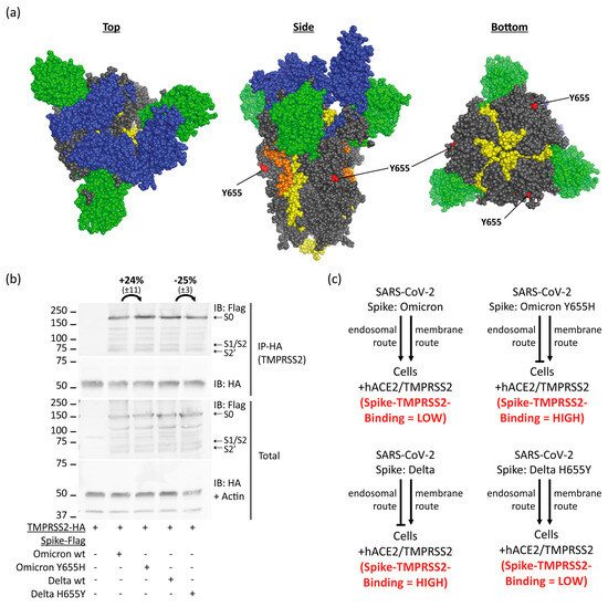 The Transmembrane Protease Serine 2 (TMPRSS2) Non-Protease Domains ...