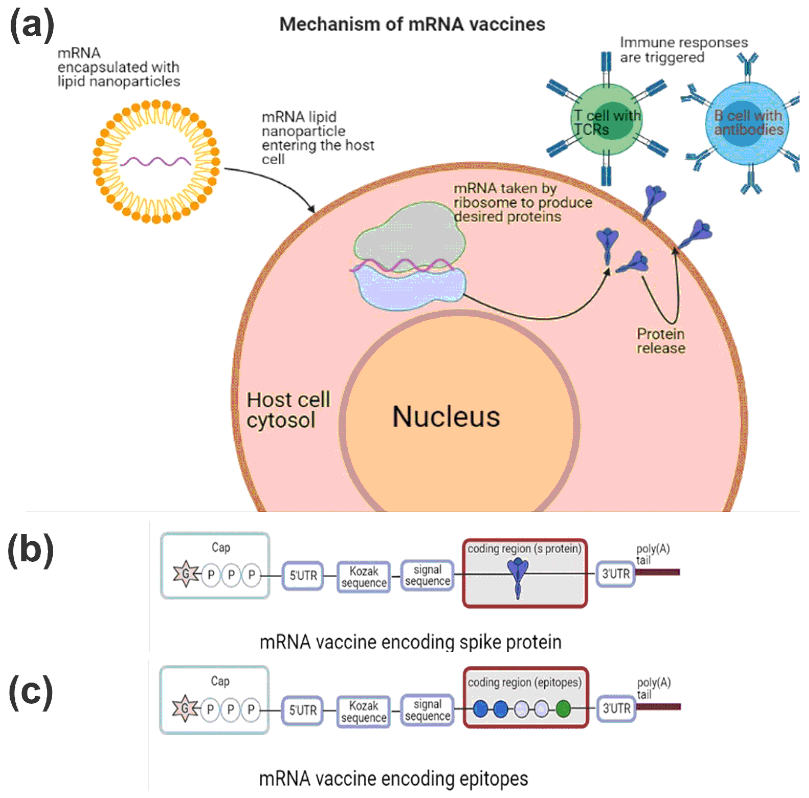 Viruses | Free Full-Text | Advances of Reverse Vaccinology for mRNA ...