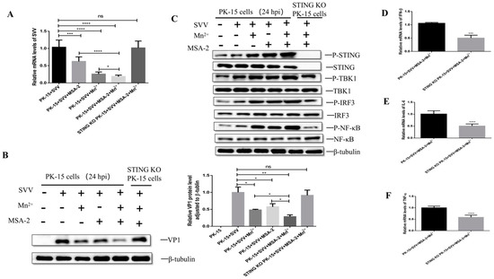 A Non-Nucleotide STING Agonist MSA-2 Synergized with Manganese in ...