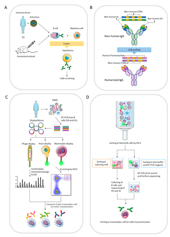 Development of Therapeutic Monoclonal Antibodies for Emerging Arbovirus ...