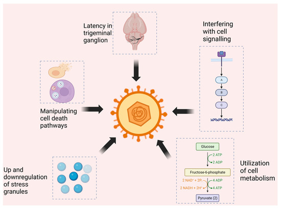 The Interplay of Genital Herpes with Cellular Processes: A Pathogenesis and Therapeutic Perspective