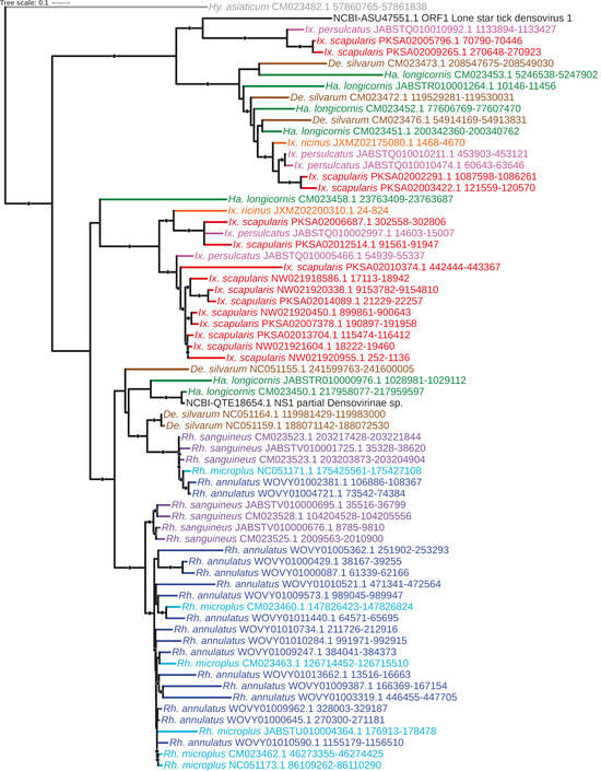 Viruses | Free Full-Text | Endogenous Viral Elements in Ixodid Tick Genomes