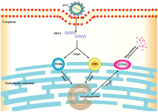 Seneca Valley Virus Degrades STING via PERK and ATF6-Mediated Reticulophagy