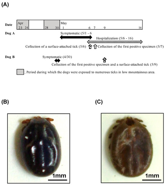 Long-Term Detection and Isolation of Severe Fever with Thrombocytopenia ...
