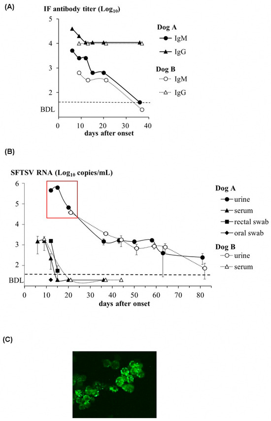 Long-Term Detection and Isolation of Severe Fever with Thrombocytopenia ...