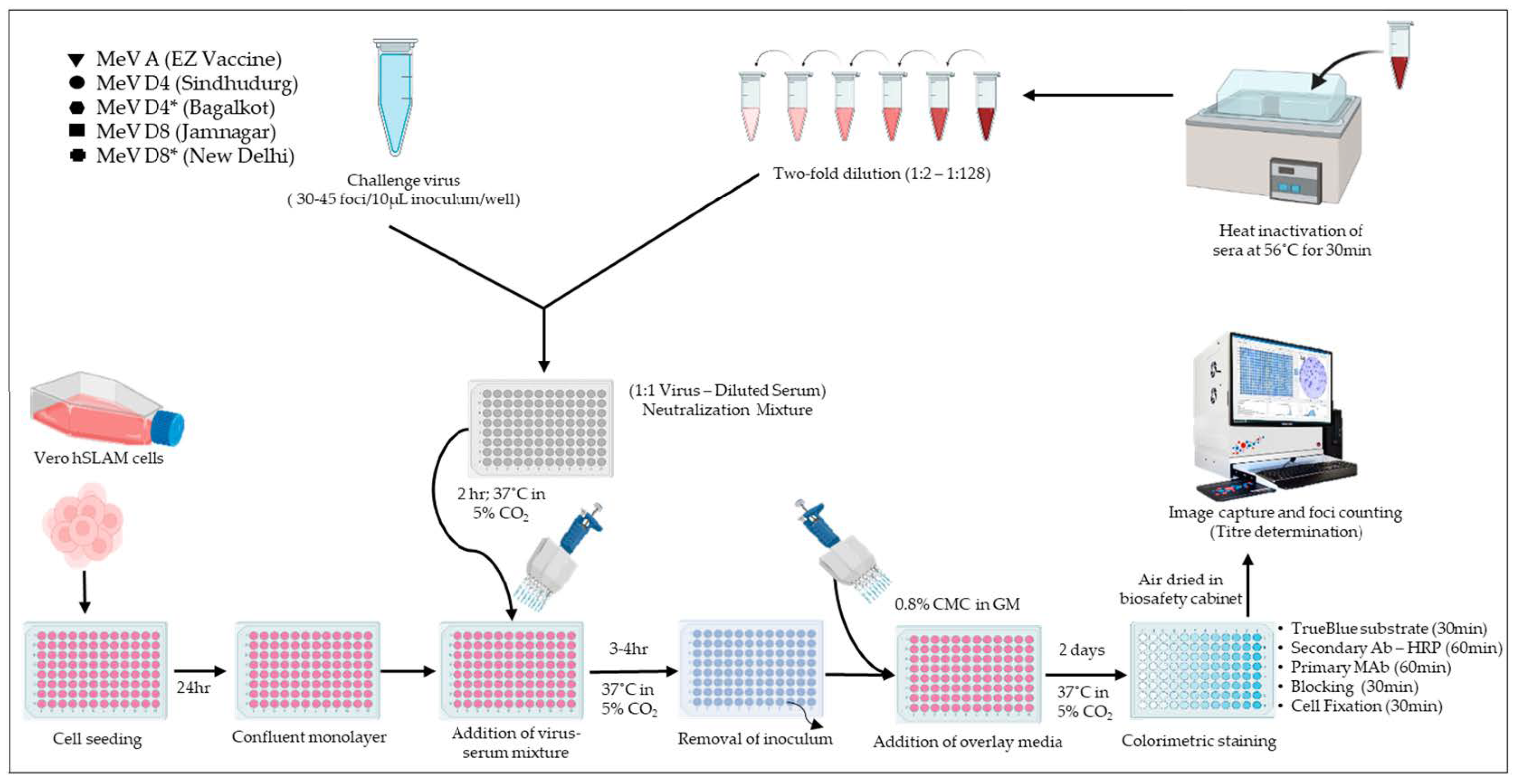 Neutralizing Antibody Response to Genotypically Diverse Measles Viruses ...