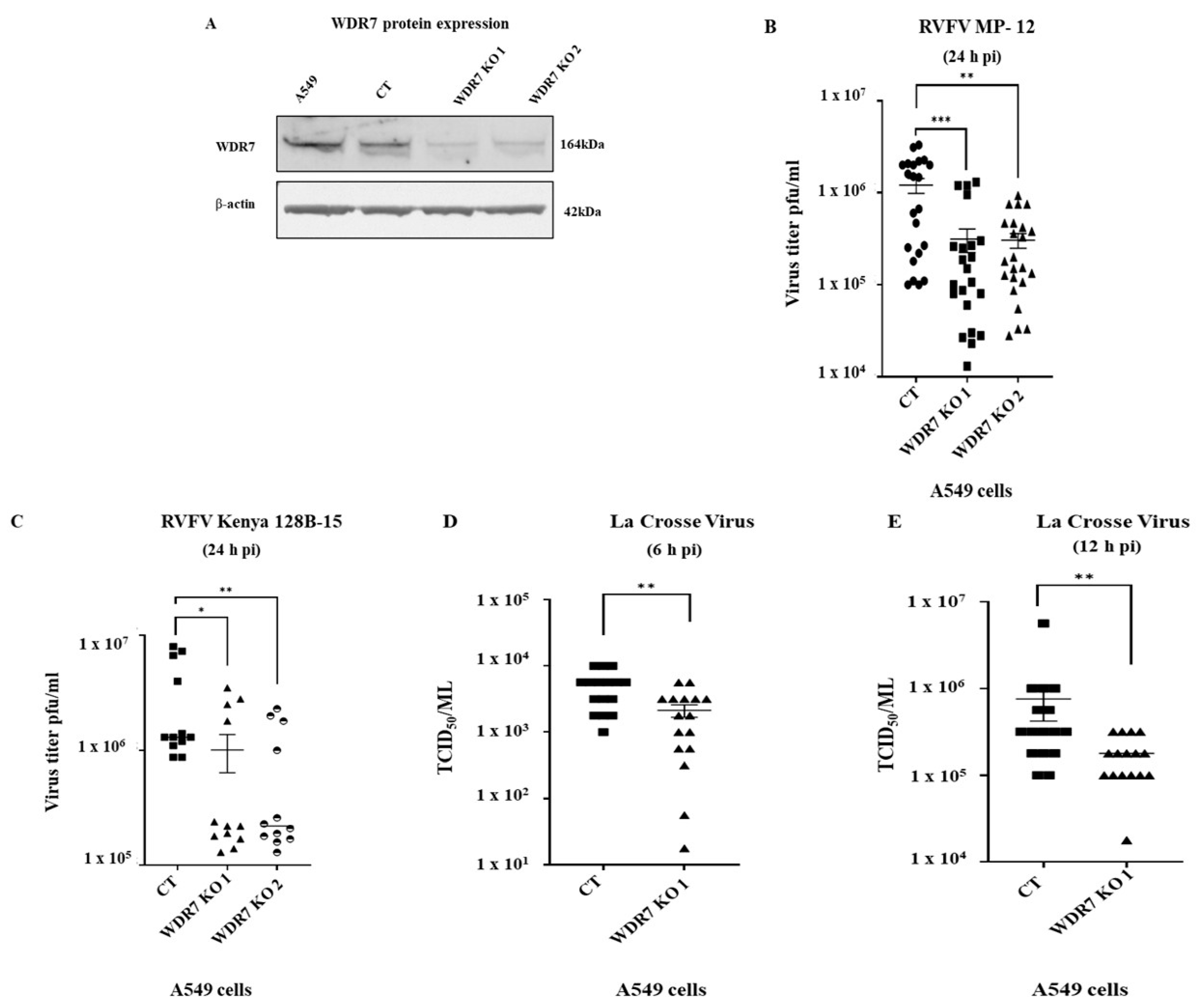 Identification of Host Factors for Rift Valley Fever Phlebovirus