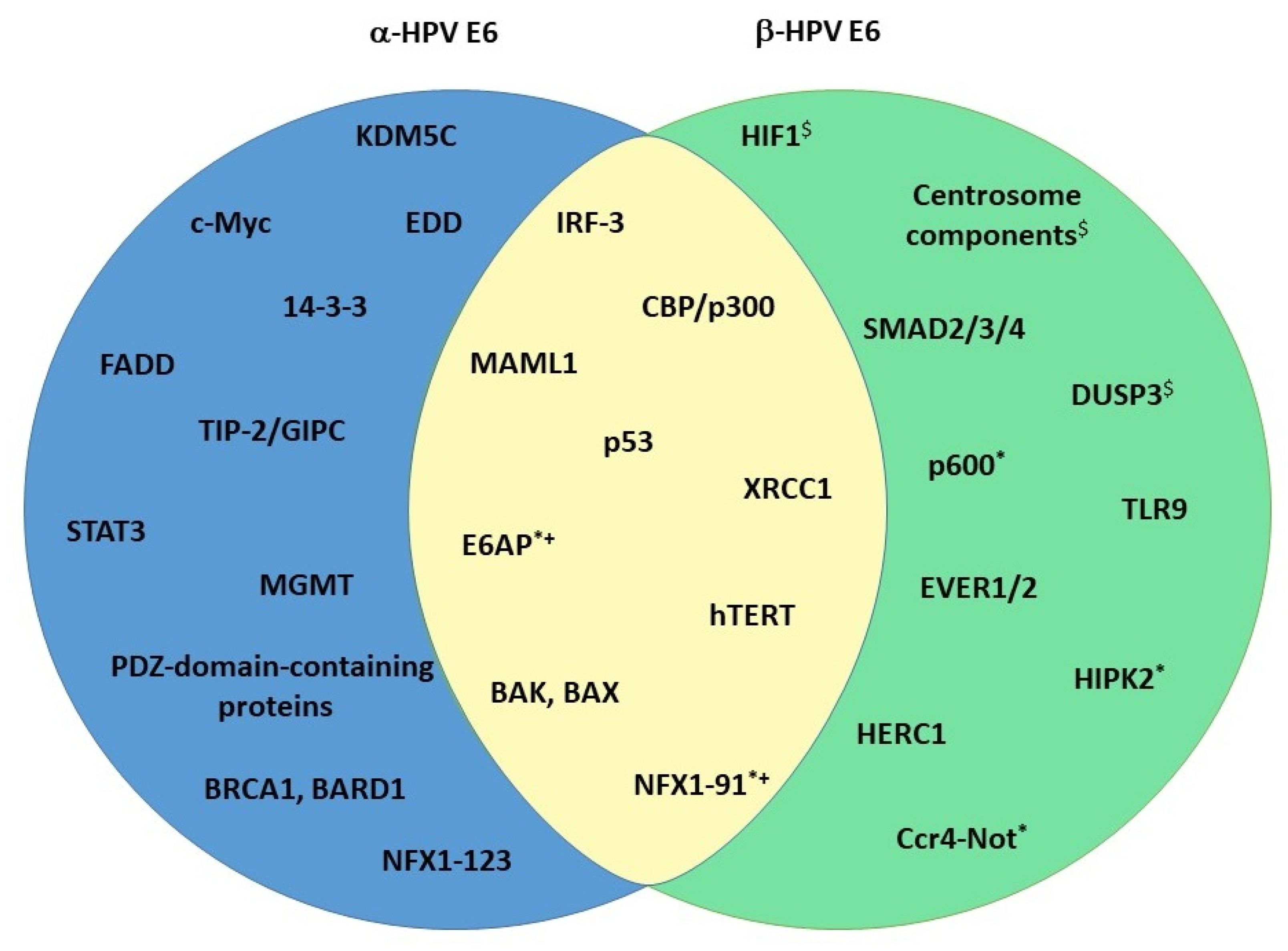Comparative Analysis of Alpha and Beta HPV E6 Oncoproteins: Insights into Functional ...