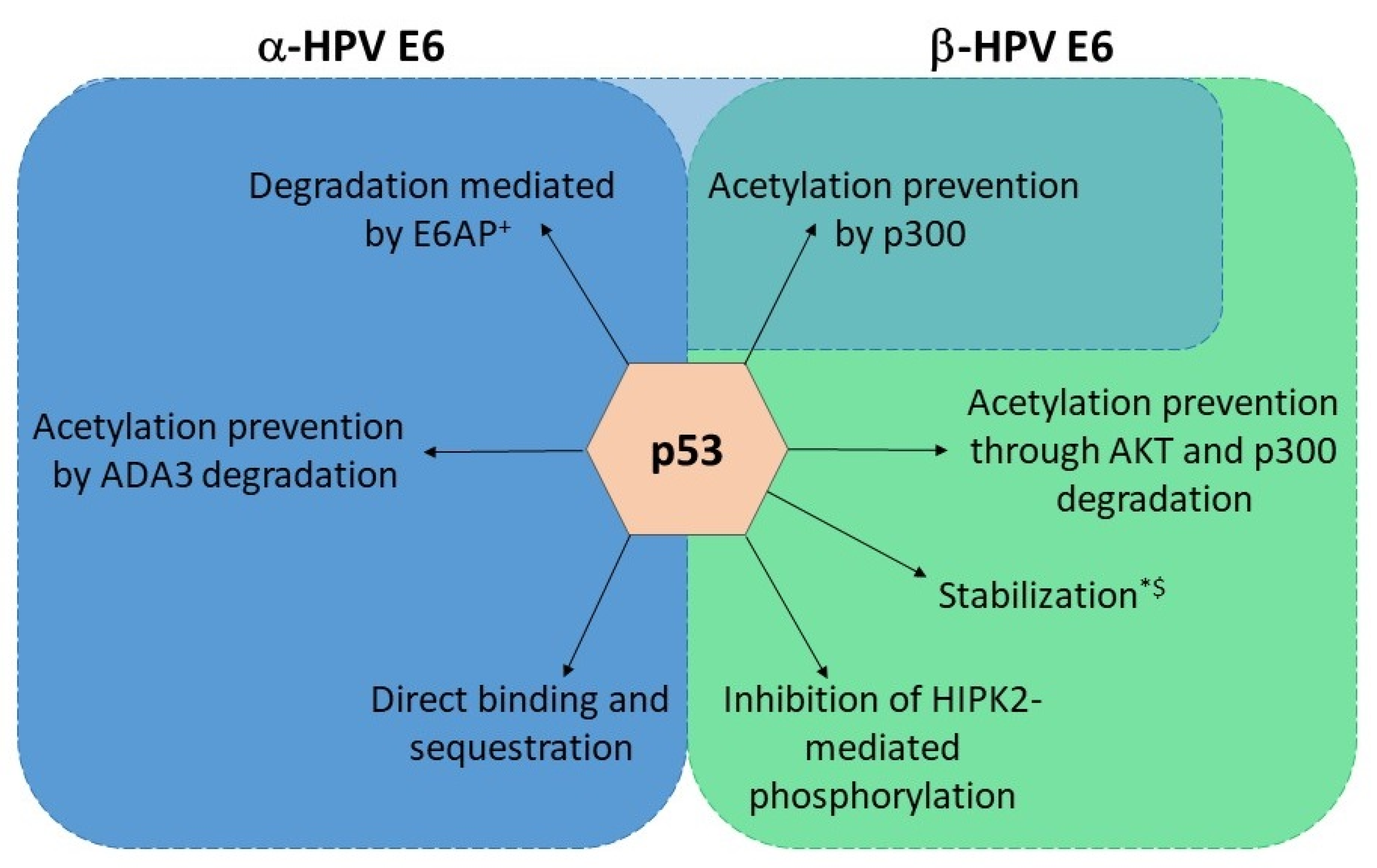 Comparative Analysis of Alpha and Beta HPV E6 Oncoproteins: Insights ...