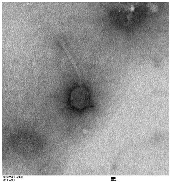 A Novel Subcluster of Closely Related Bacillus Phages with Distinct ...