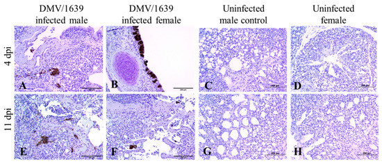 Comparison of Infectious Bronchitis Virus (IBV) Pathogenesis and Host ...