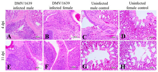 Comparison of Infectious Bronchitis Virus (IBV) Pathogenesis and Host ...