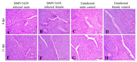 Comparison of Infectious Bronchitis Virus (IBV) Pathogenesis and Host ...