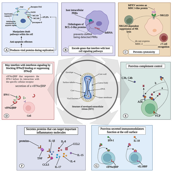 Monkeypox Virus Immune Evasion and Eye Manifestation: Beyond Eyelid ...
