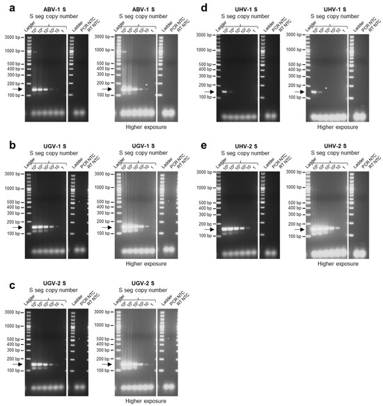 A Multiplex RT-PCR Method for the Detection of Reptarenavirus Infection