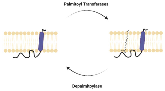 Discovery and Characterization of IFITM S-Palmitoylation