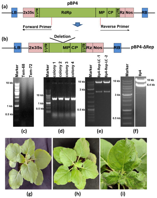 Accelerated Long-Fragment Circular PCR for Genetic Manipulation of ...