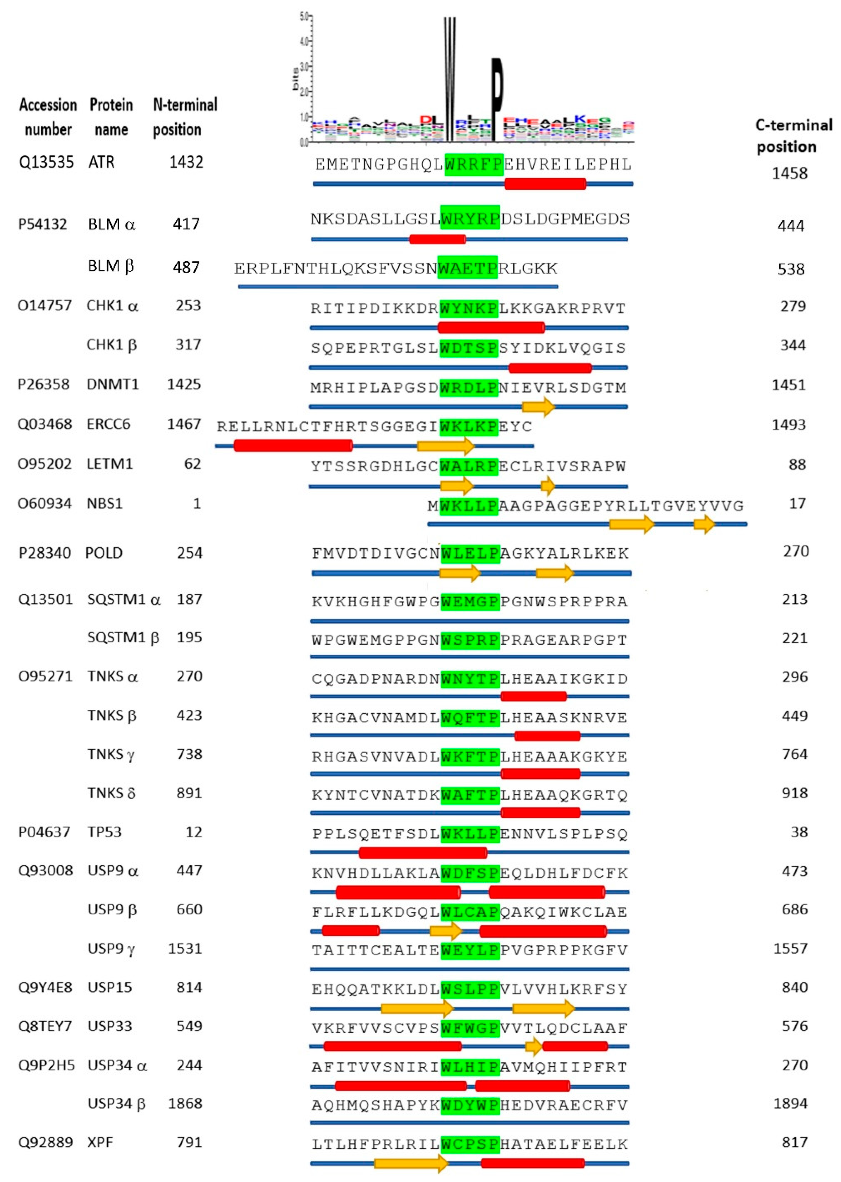 Identification of Adenovirus E1B-55K Interaction Partners through a Common Binding Motif