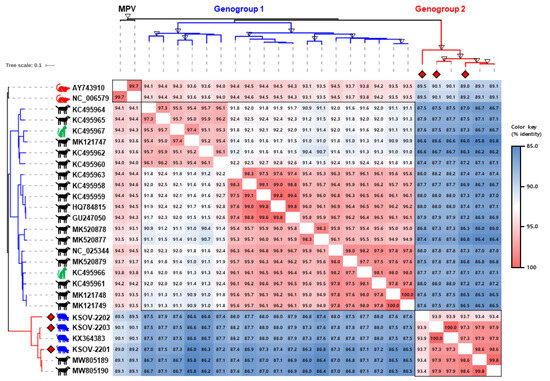 First Detection and Genetic Characterization of Swine Orthopneumovirus ...