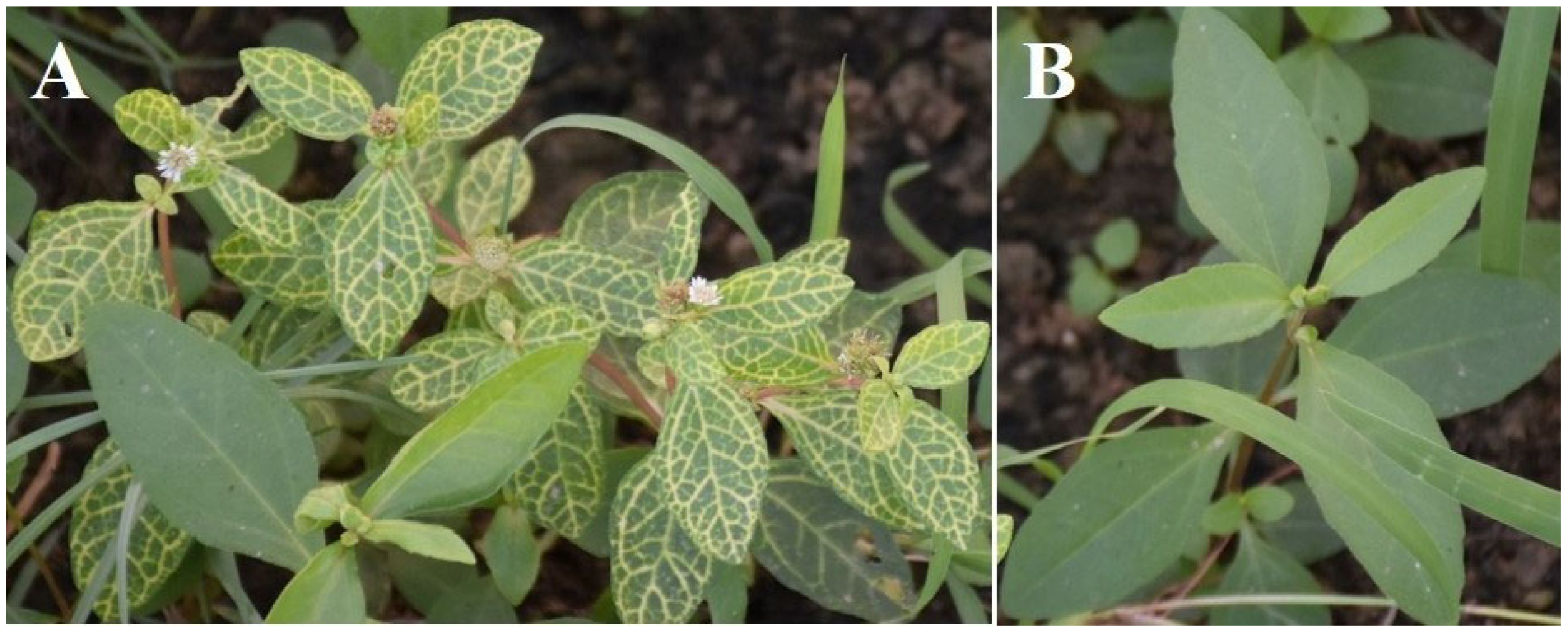 Molecular Signature of a Novel Alternanthera Yellow Vein Virus Variant ...