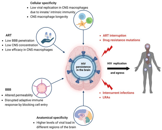 Viruses | Free Full-Text | Is the Central Nervous System Reservoir a ...
