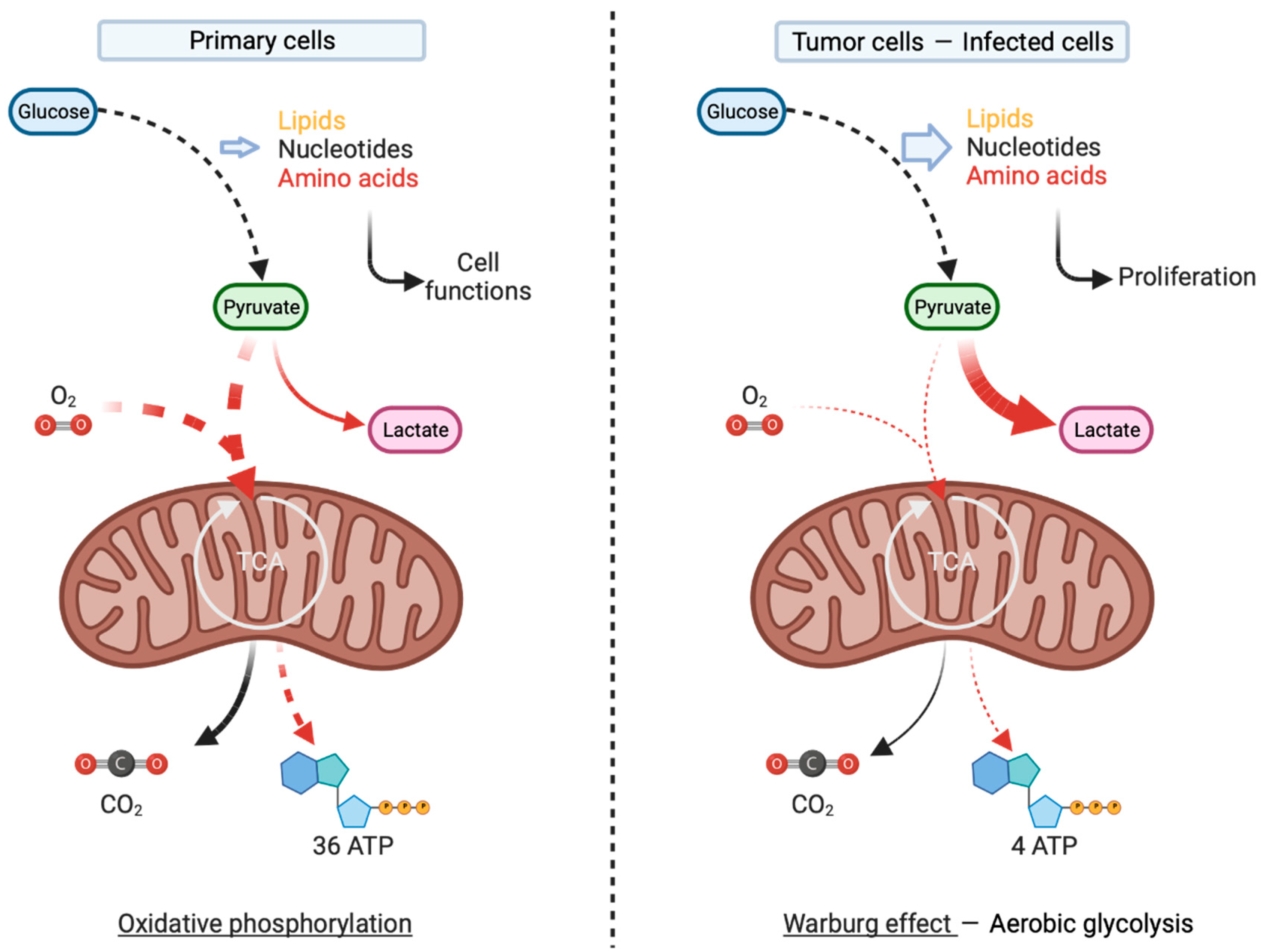 The Influence of Metabolism on Immune Response: A Journey to Understand Immunometabolism in the ...