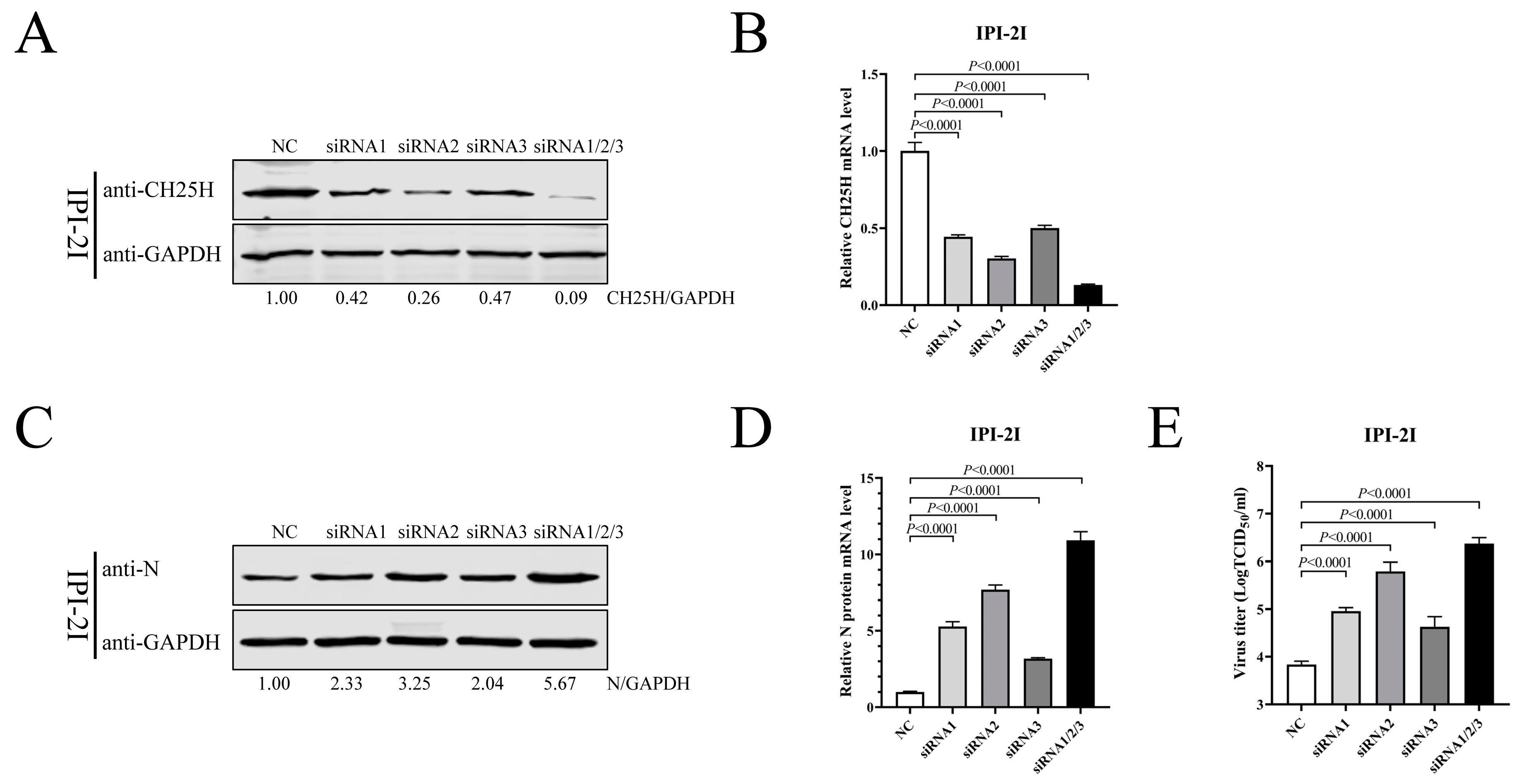 Cholesterol 25-Hydroxylase Suppresses Swine Acute Diarrhea Syndrome ...