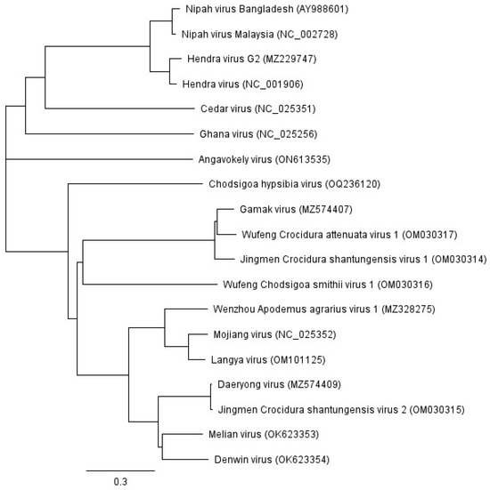 Recently Emerged Novel Henipa-like Viruses: Shining a Spotlight on the ...