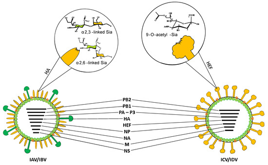 Influenza D in Domestic and Wild Animals