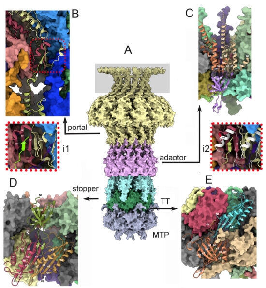 Partial Atomic Model of the Tailed Lactococcal Phage TP901-1 as ...