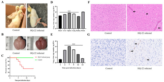 Pathogenicity and Interspecies Transmission of Cluster 3 Tembusu Virus ...