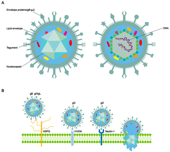 Cellular Processes Induced by HSV-1 Infections in Vestibular Neuritis