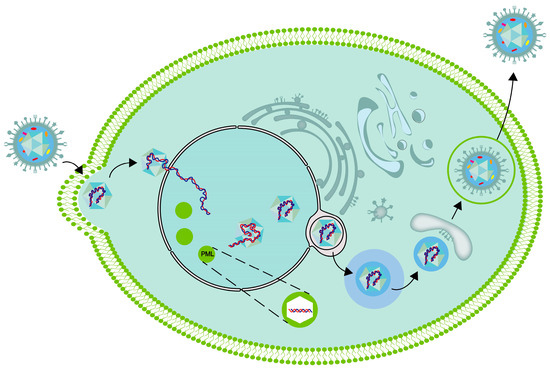 Cellular Processes Induced by HSV-1 Infections in Vestibular Neuritis