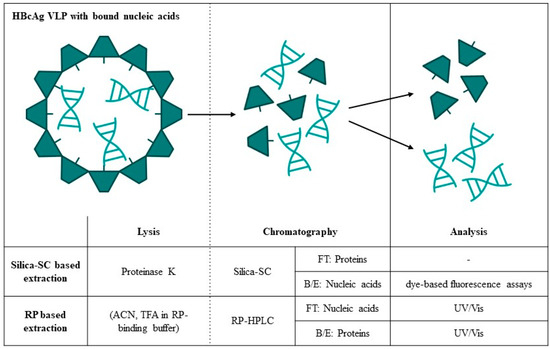 Absolute Quantification of Hepatitis B Core Antigen (HBcAg) Virus-like ...