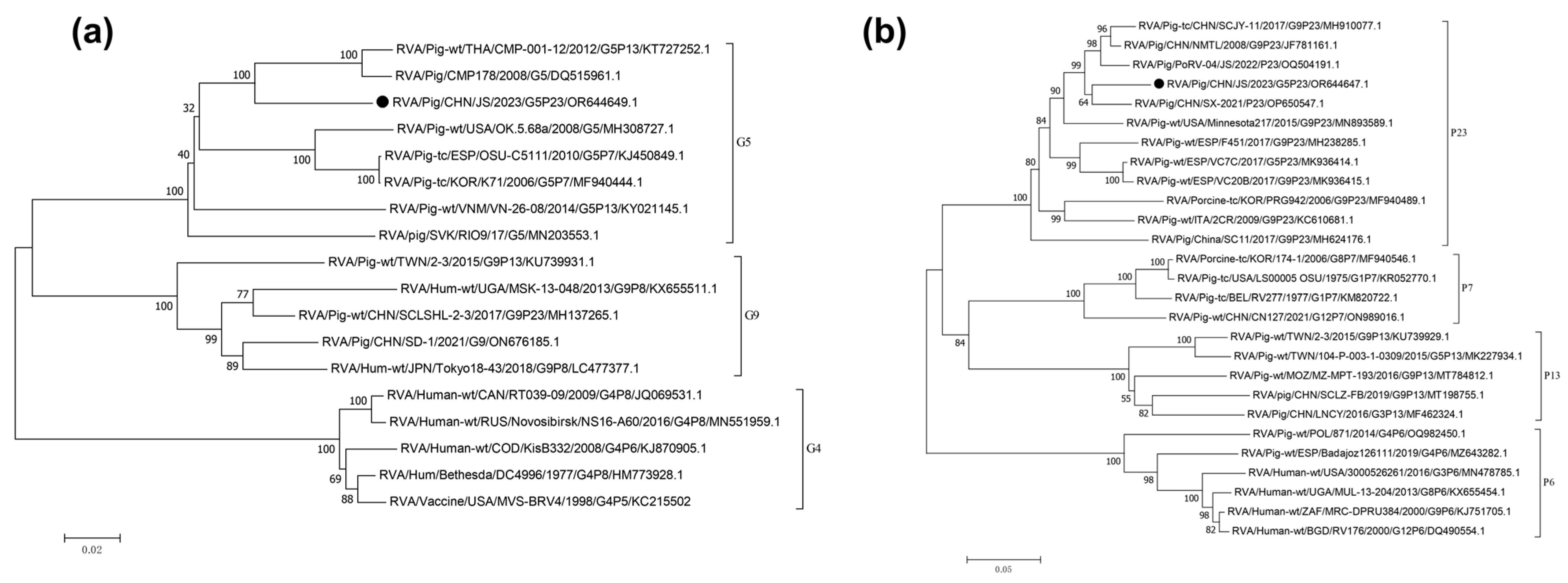 Isolation and Pathogenicity Analysis of a G5P[23] Porcine Rotavirus Strain