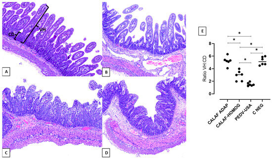 Clinical, Pathological and Virological Outcomes of Tissue-Homogenate ...