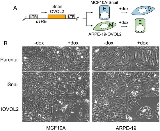Subconfluent ARPE-19 Cells Display Mesenchymal Cell-State Characteristics and Behave like ...