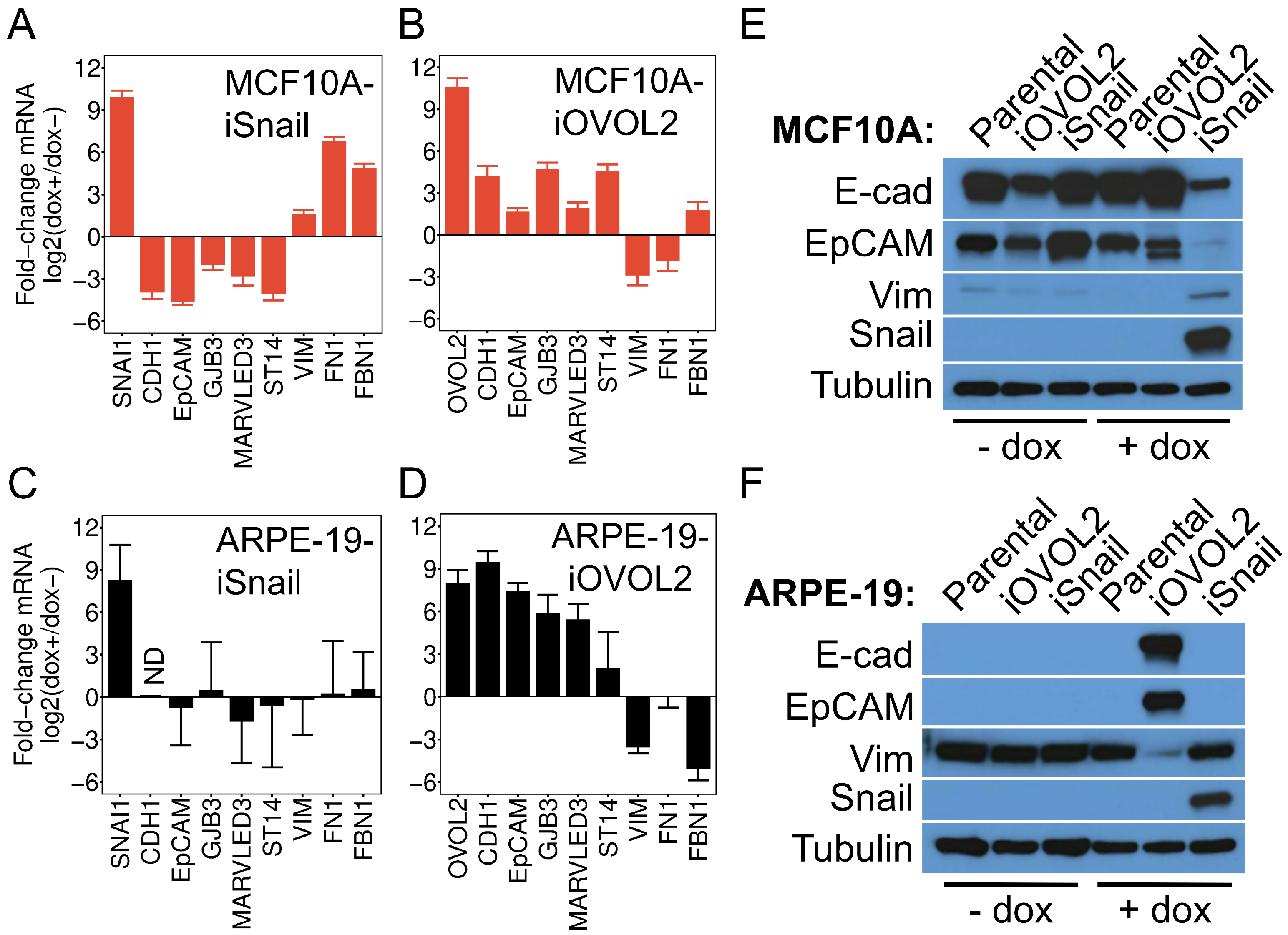 Subconfluent ARPE-19 Cells Display Mesenchymal Cell-State Characteristics and Behave like ...