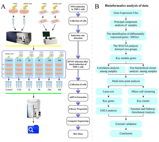 Time-Course Transcriptome Analysis Reveals Distinct Phases and ...