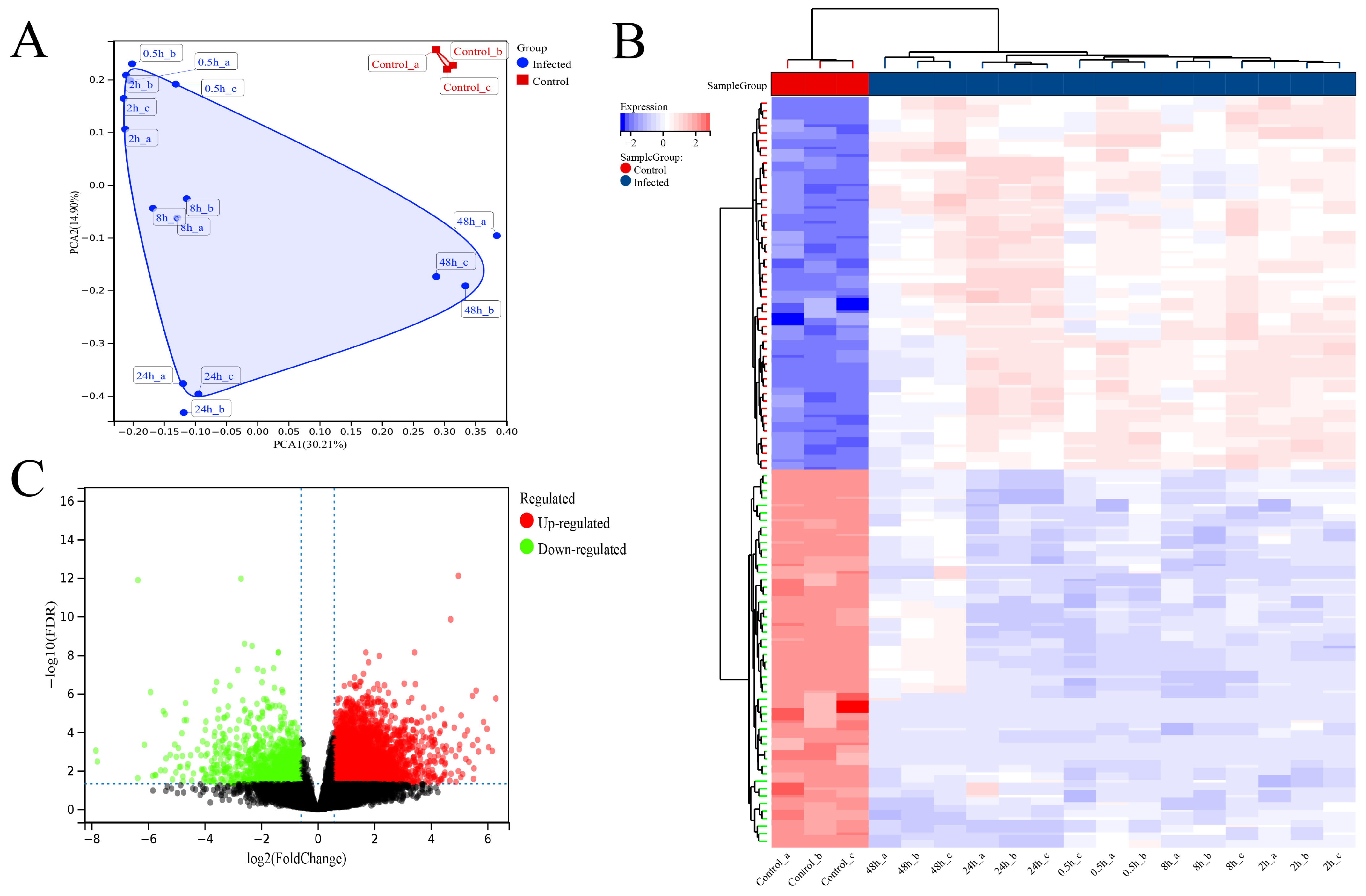 Time-Course Transcriptome Analysis Reveals Distinct Phases and ...
