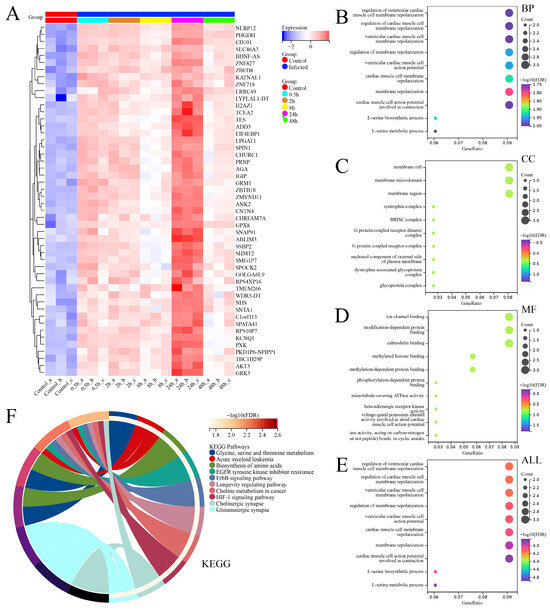 Viruses | Free Full-Text | Time-Course Transcriptome Analysis Reveals ...