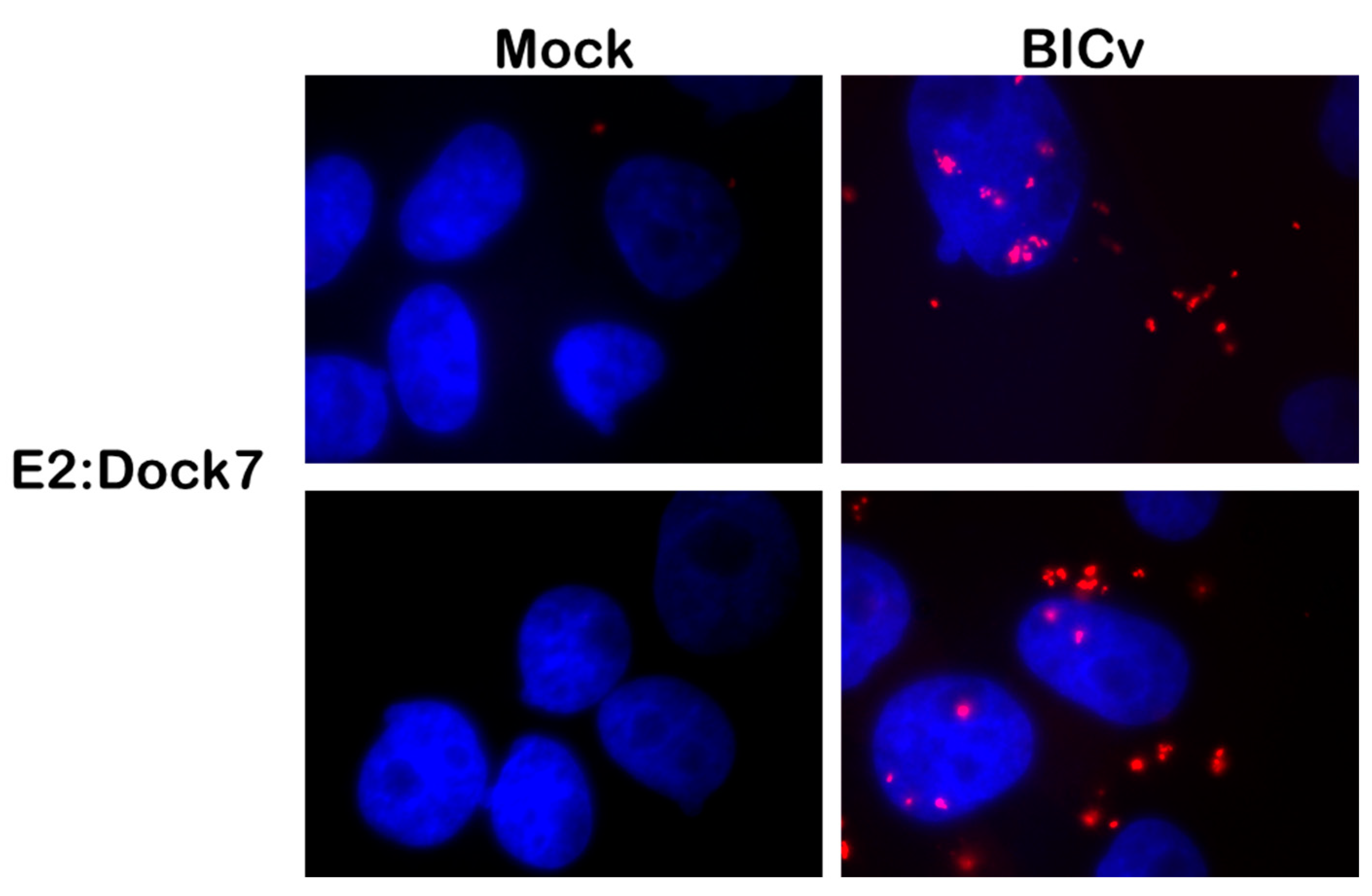 The Interaction between the DOCK7 Protein and the E2 Protein of ...