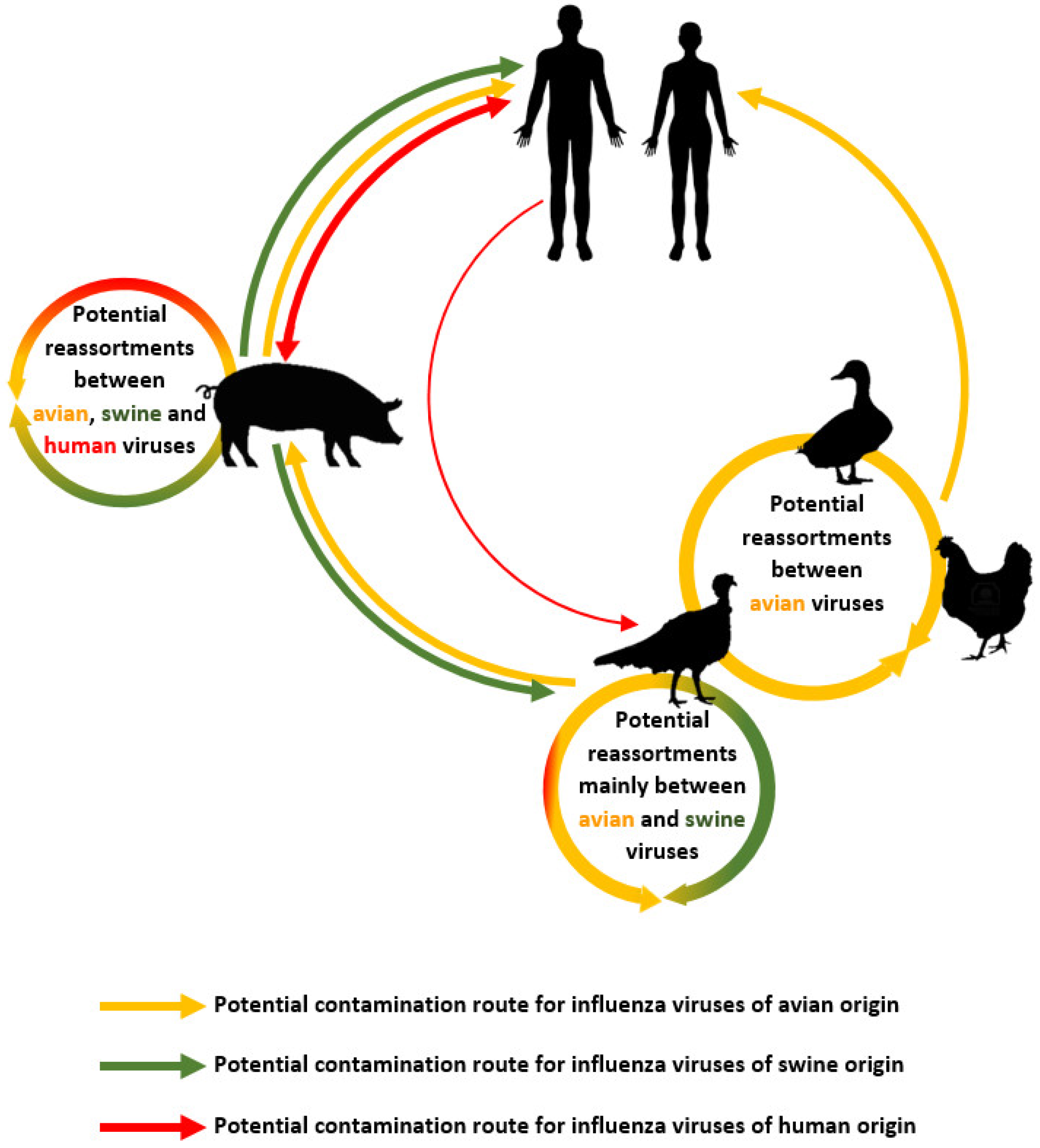 Viruses | Free Full-Text | New Patterns for Highly Pathogenic Avian ...