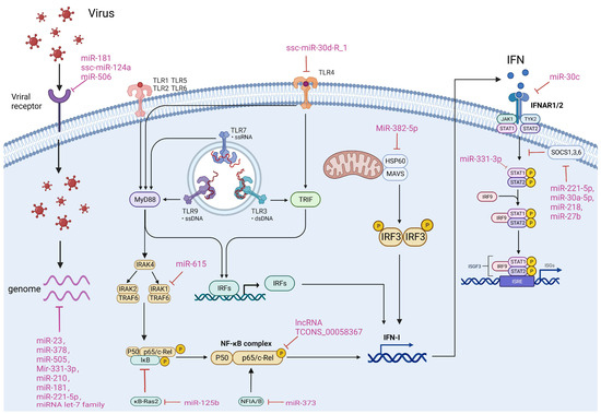 Regulatory Non-Coding RNAs during Porcine Viral Infections Regulatory Non-Coding RNAs during Porcine Viral Infections