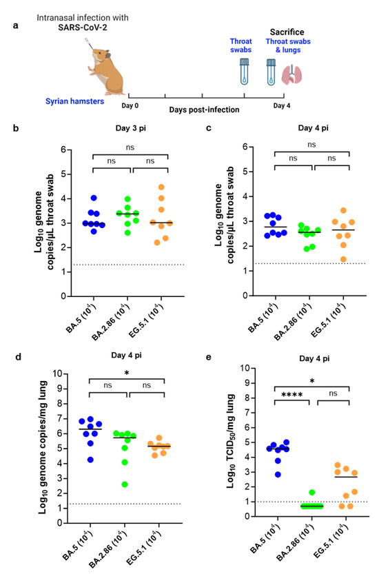 Comparing the Infectivity of Recent SARS-CoV-2 Omicron Sub-Variants in ...