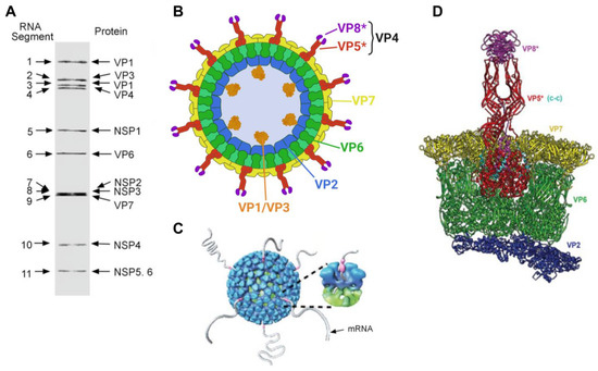 Equine Rotavirus A under the One Health Lens: Potential Impacts on ...